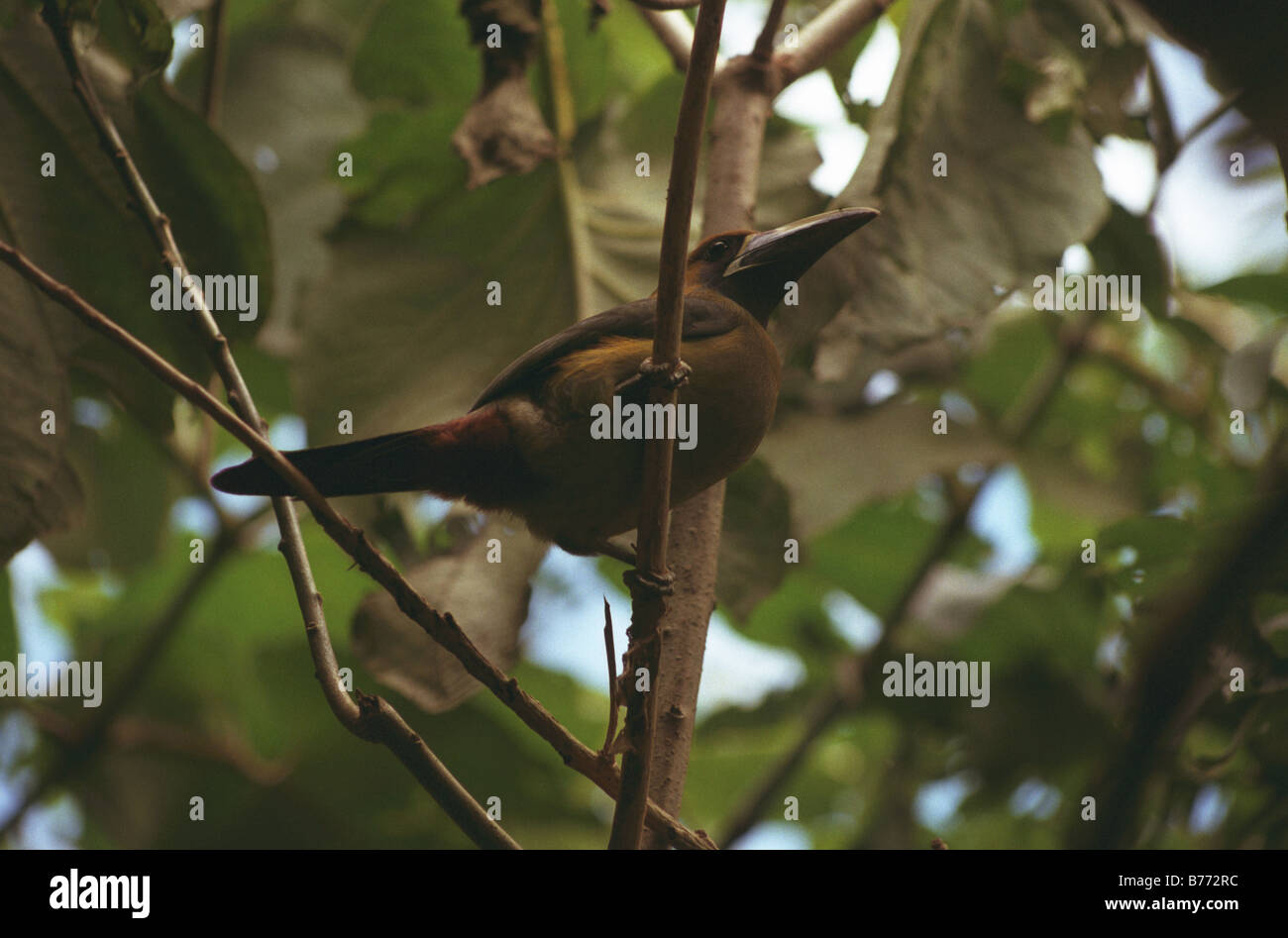 Toucanette in a tree, from below Stock Photo - Alamy