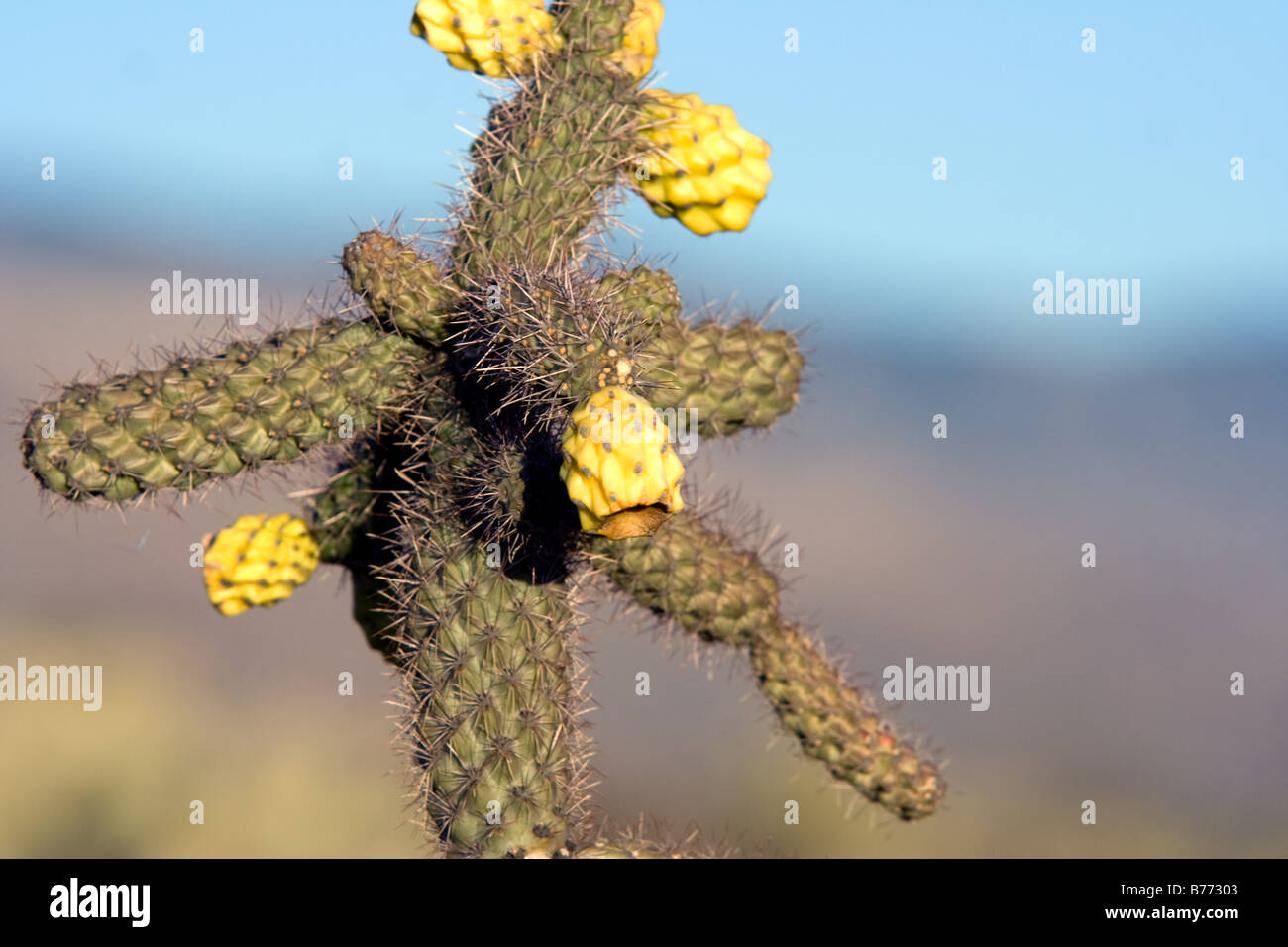 Cholla cactus sprouting new sections Stock Photo - Alamy