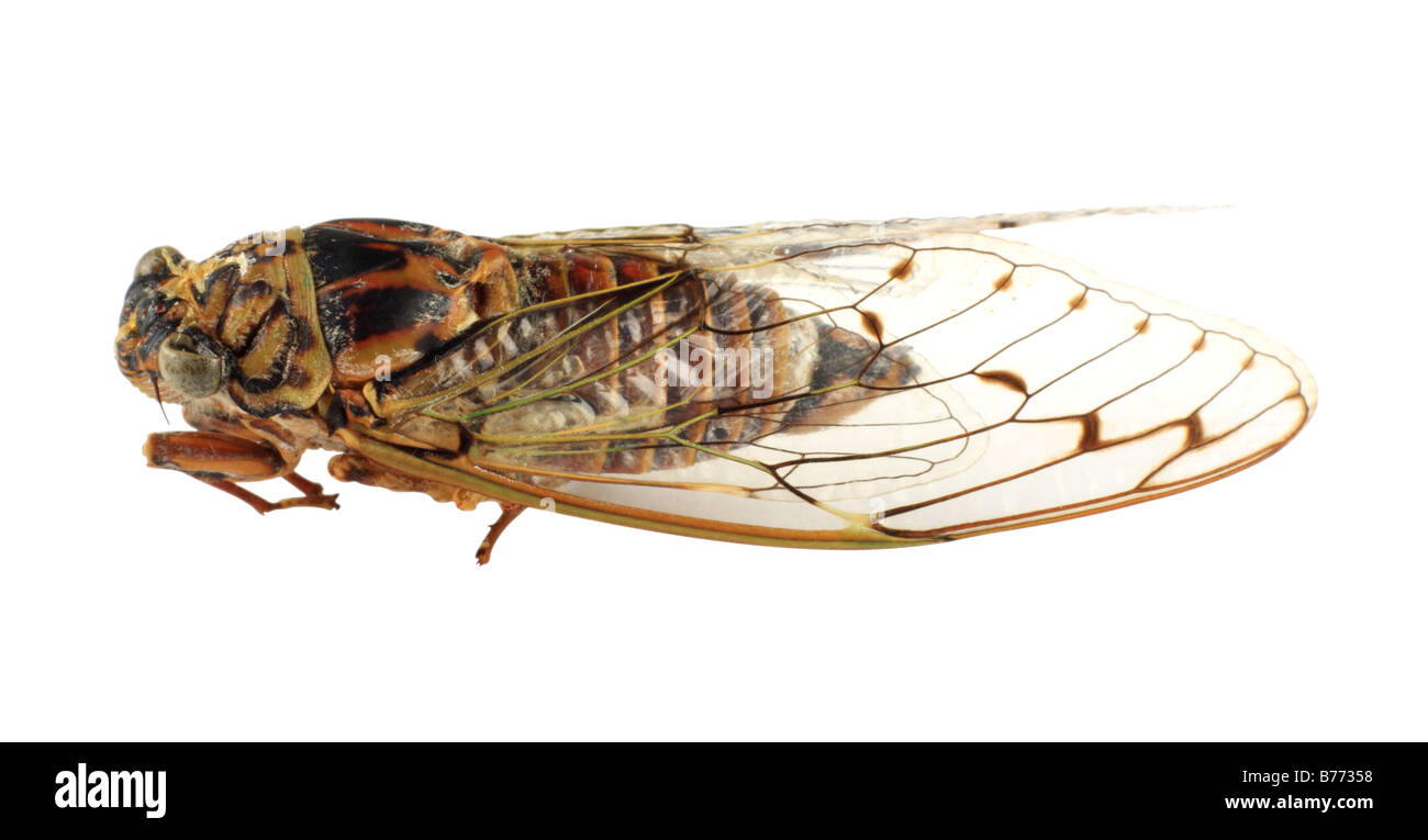 Side view of European cicada Cicadetta mediterranea Stock Photo - Alamy