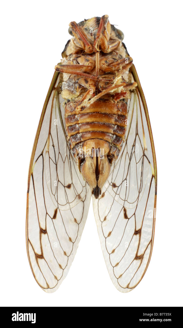 Upside down view of European cicada Cicadetta mediterranea Stock Photo ...