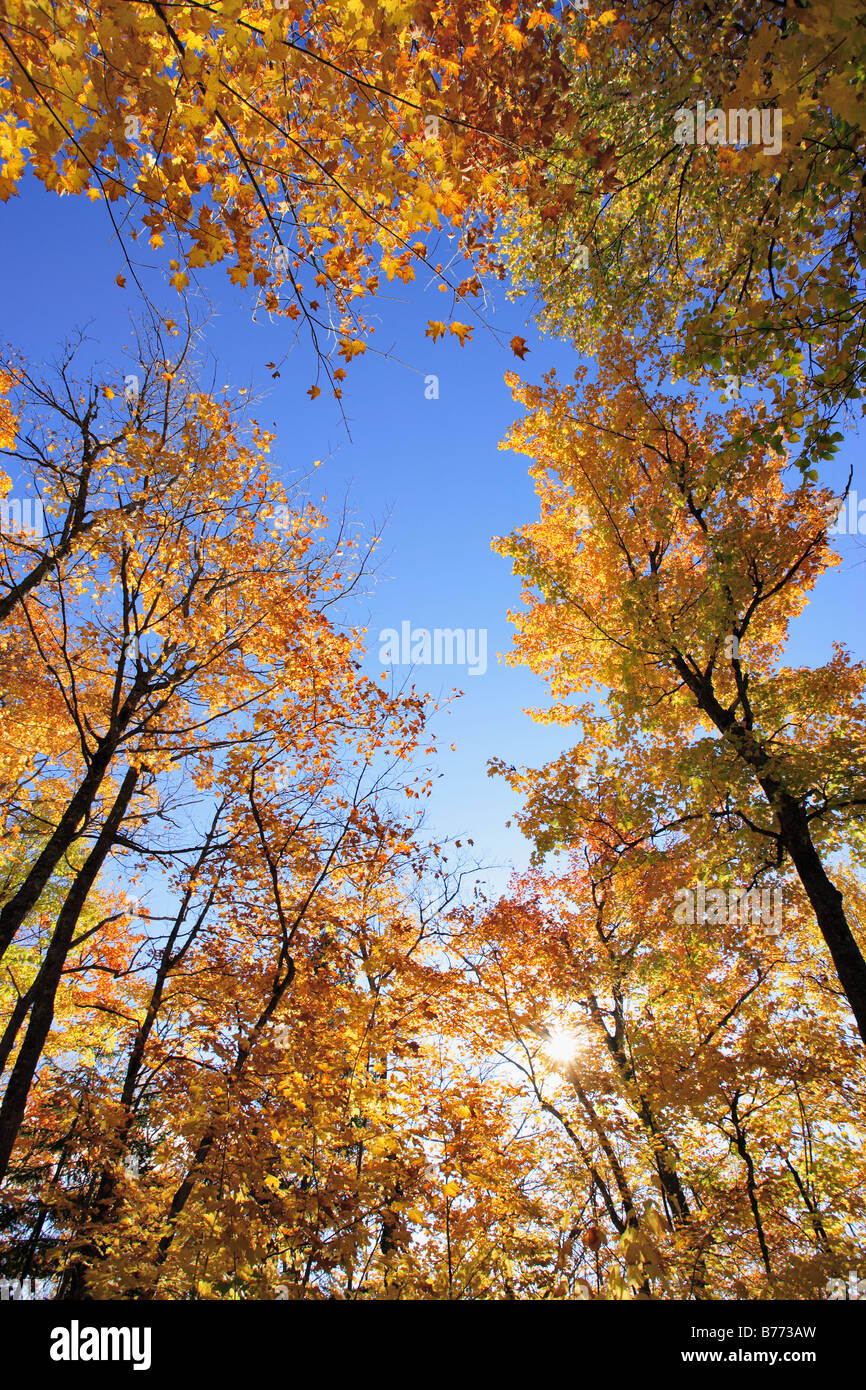 Fall colours sugar maple trees hi-res stock photography and images - Alamy