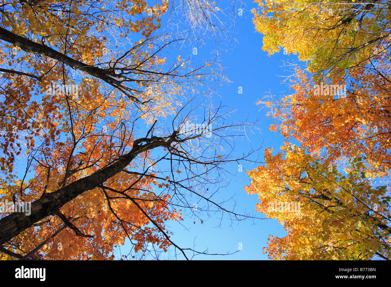 Plant maples fall hi-res stock photography and images - Alamy
