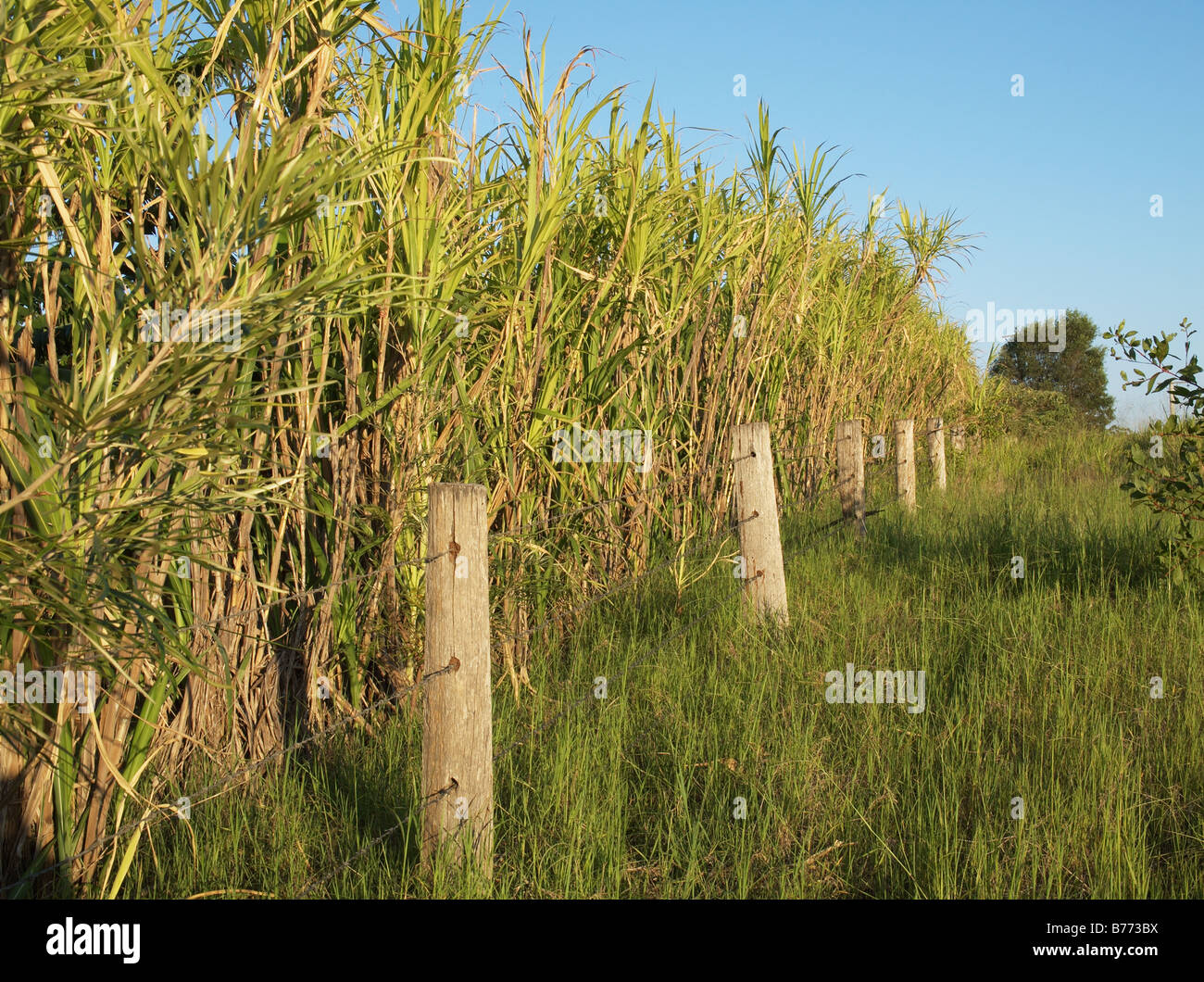 Sugarcane harvest field australia hi-res stock photography and images ...