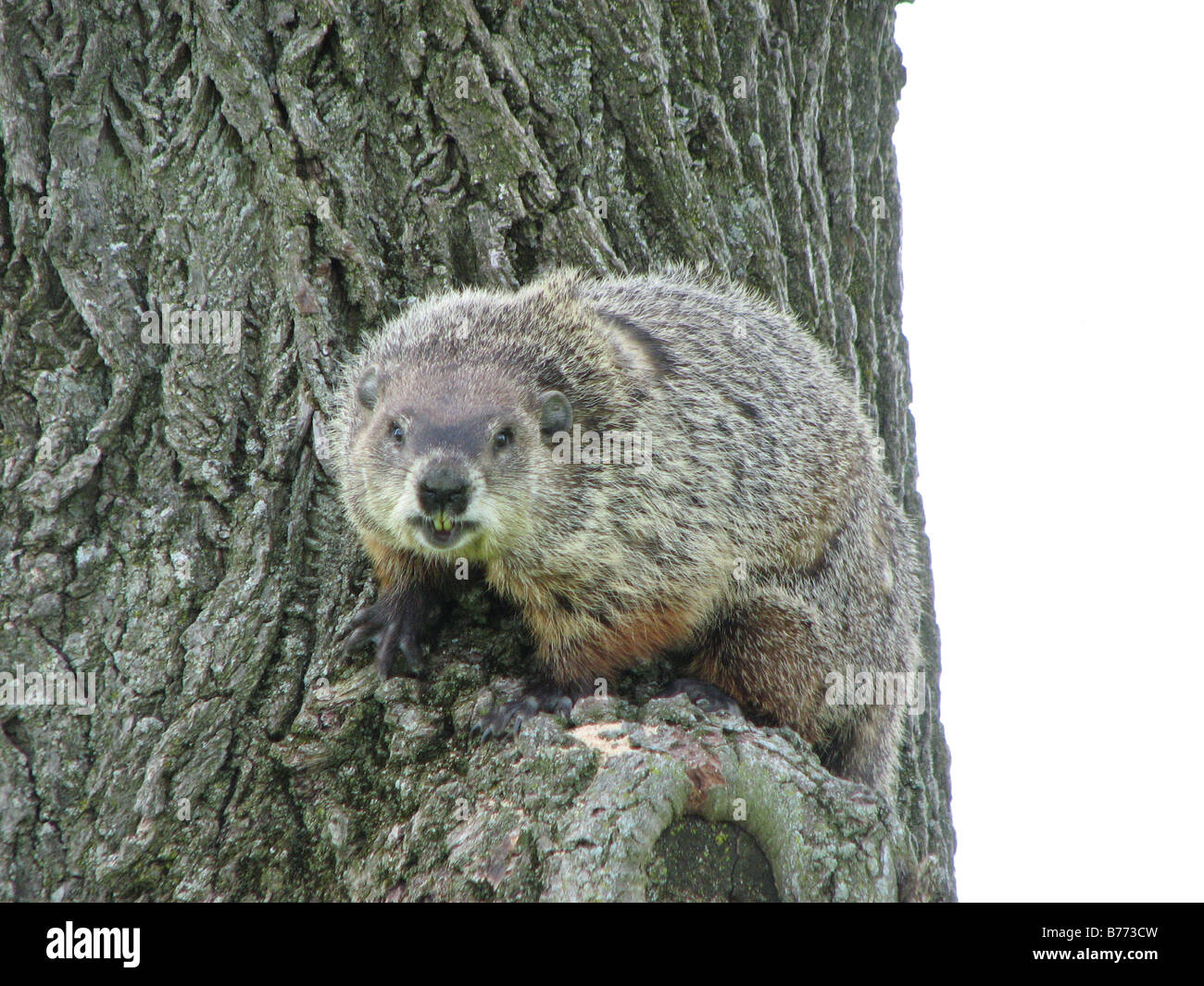 Groundhog in tree Stock Photo - Alamy
