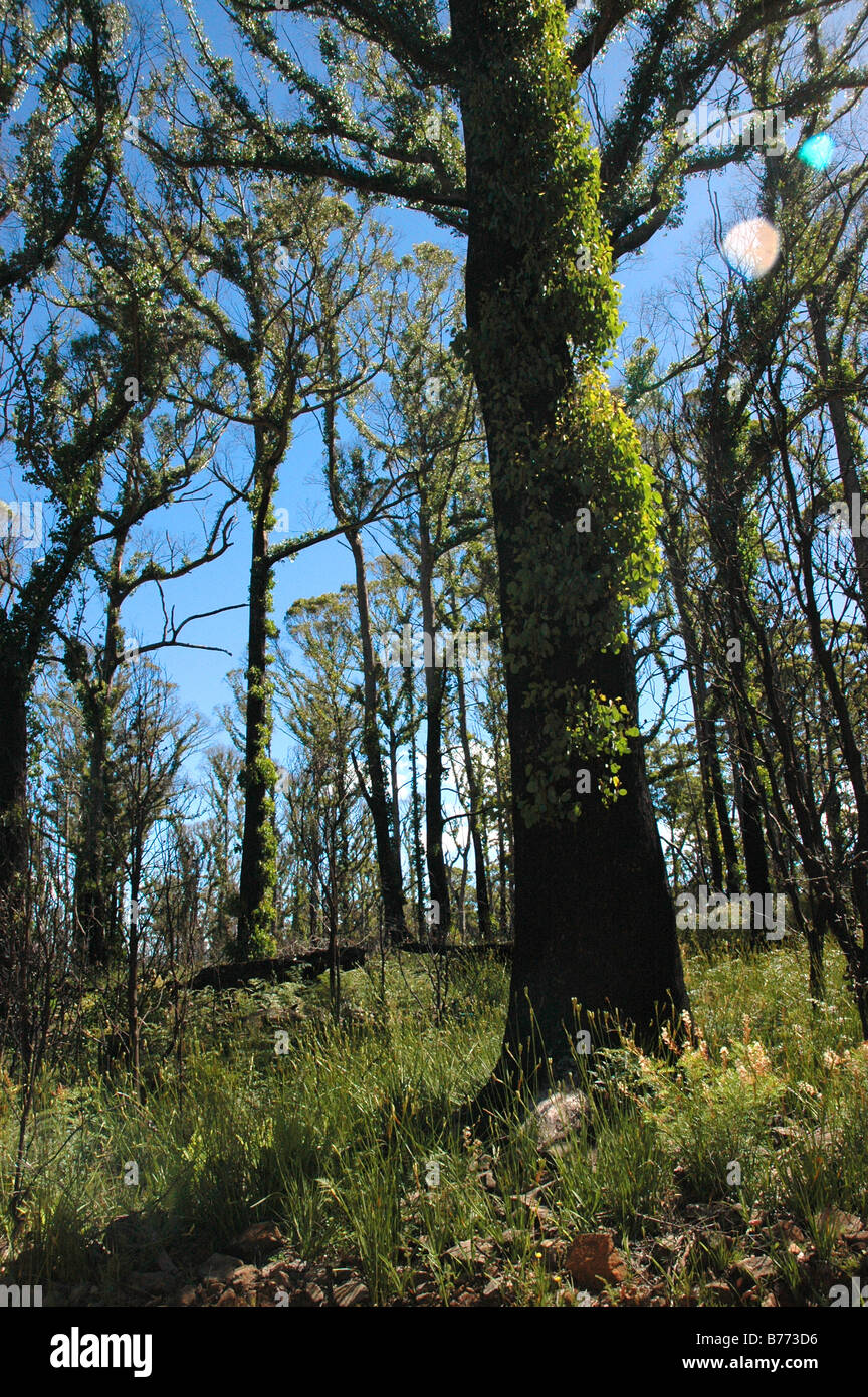 Dead tree covered in vines hi-res stock photography and images - Alamy