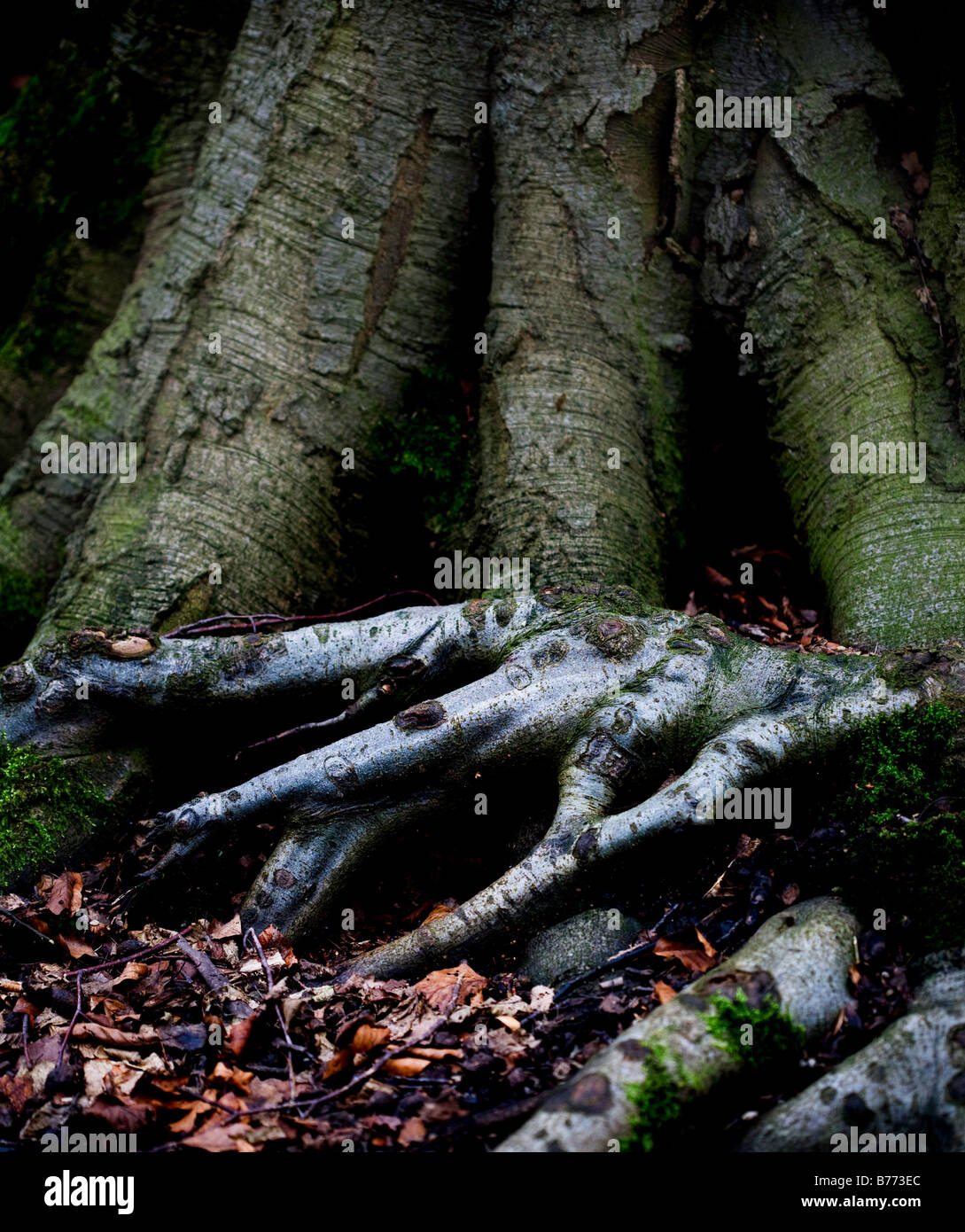 Forest floor with tree roots hi-res stock photography and images - Alamy