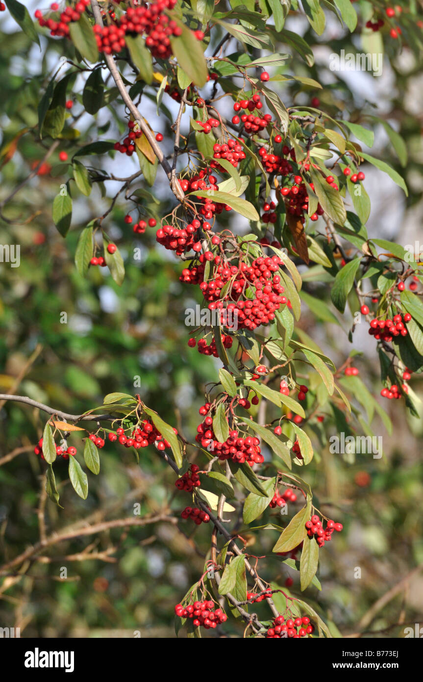 Himalayan tree cotoneaster (Cotoneaster frigidus 'Vicaryi' Stock Photo ...