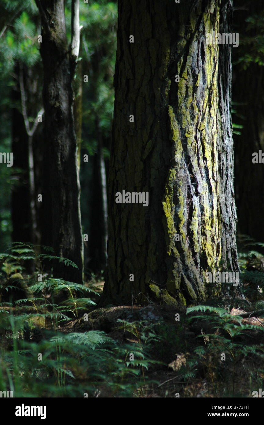 Tasmanian tree fern hi-res stock photography and images - Alamy