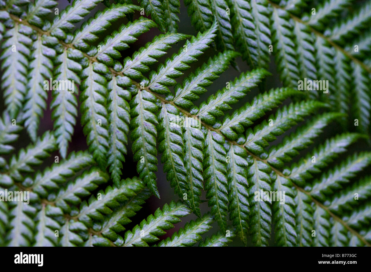 Fern a hi-res stock photography and images - Alamy