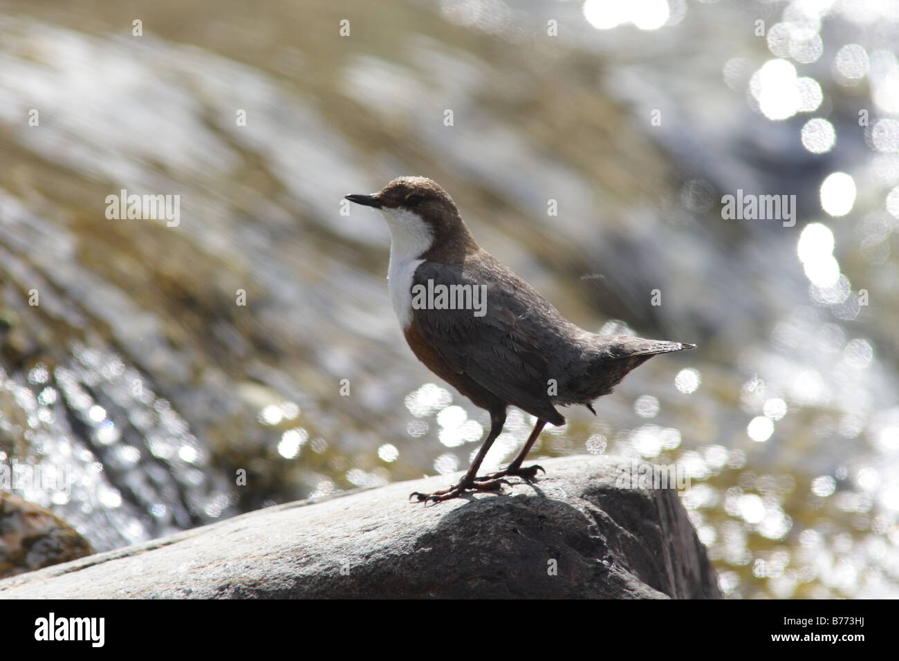 Dipper perched hi-res stock photography and images - Alamy