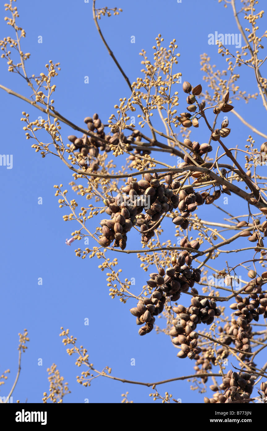 Foxglove tree (Paulownia tomentosa Stock Photo - Alamy