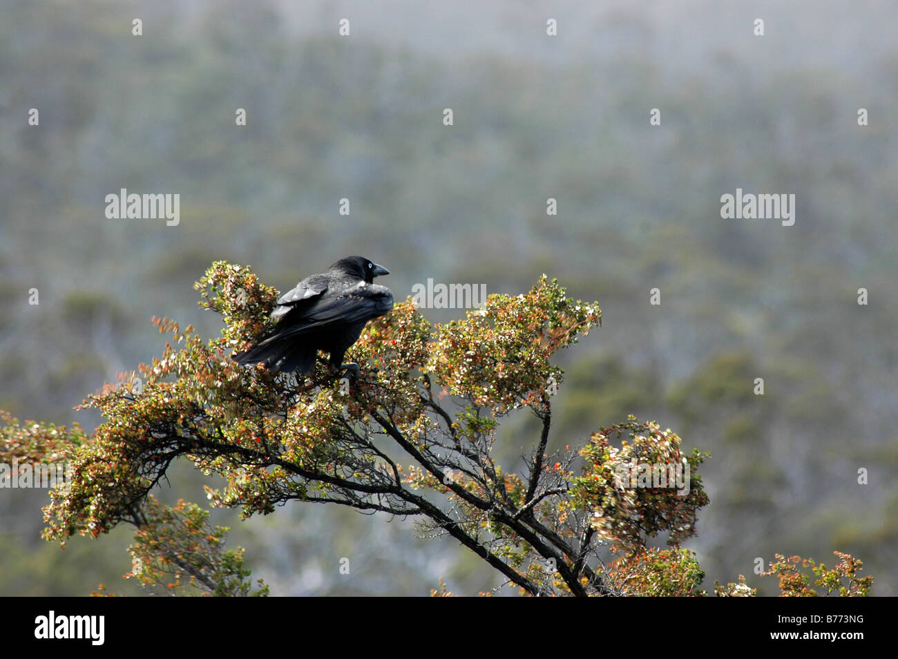 A forest raven, native only to southeast Australia and Tasmania ...