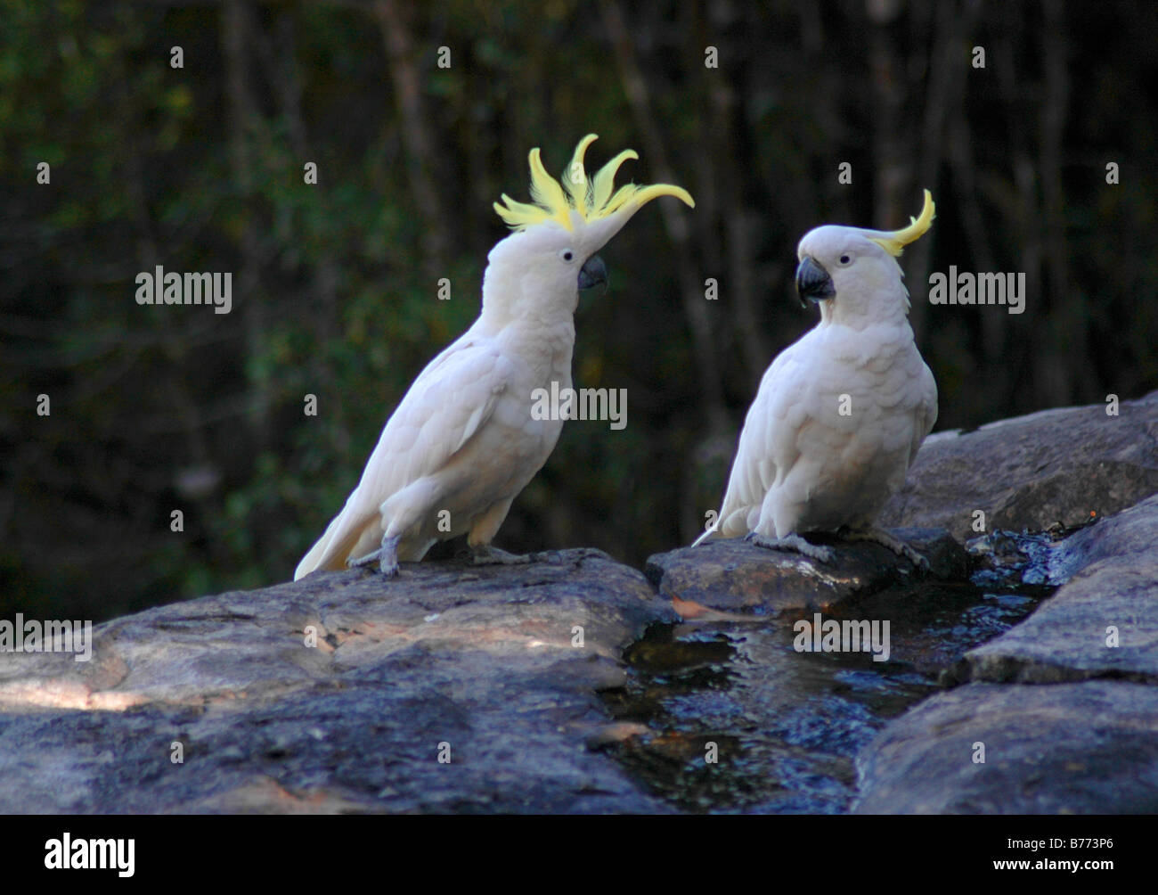 A pair of wild sulphur-crested cockatoos in Tasmania, drinking water ...