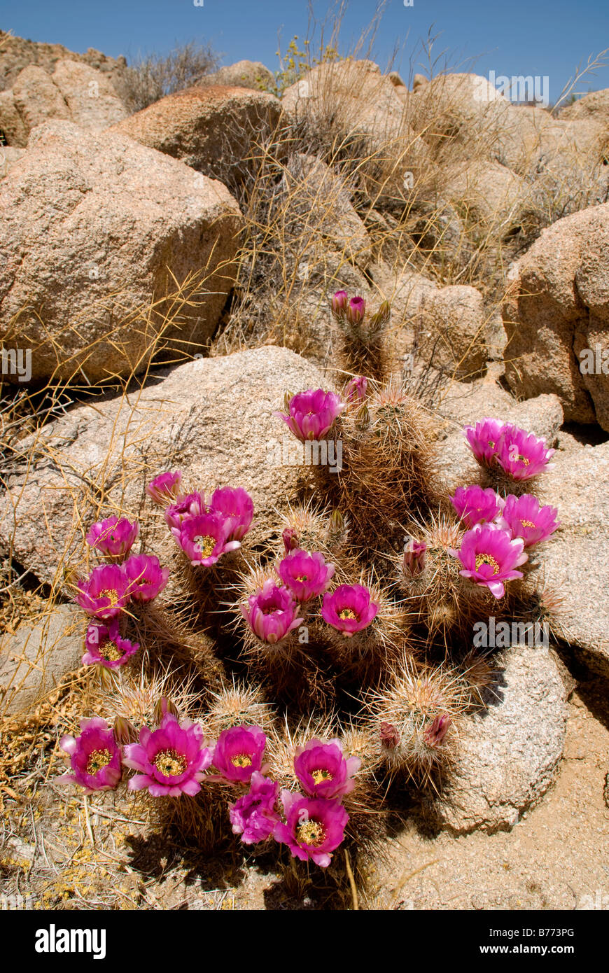 Cactus with pink blooms hi-res stock photography and images - Alamy