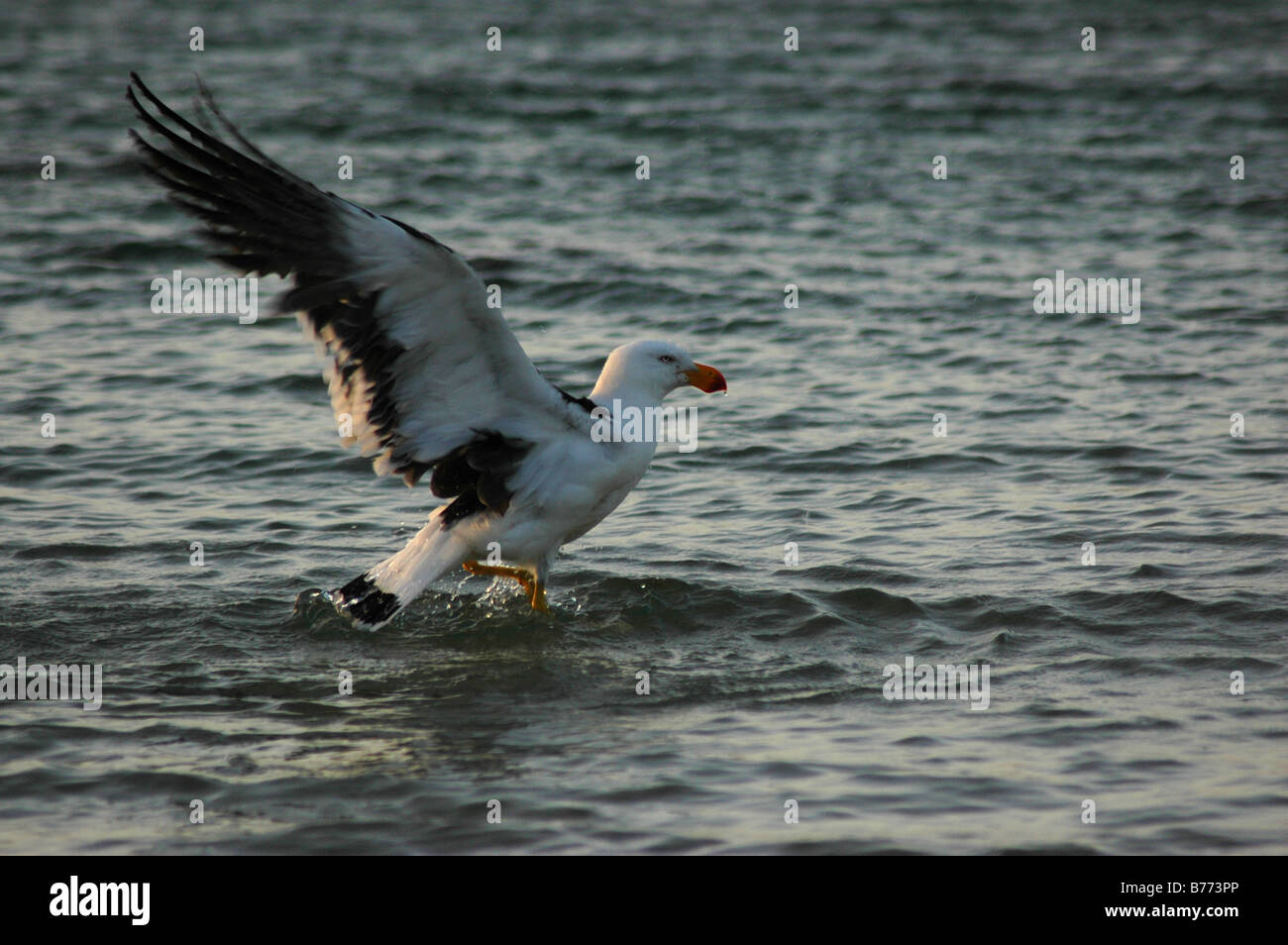 A Pacific gull taking off from the water Stock Photo - Alamy