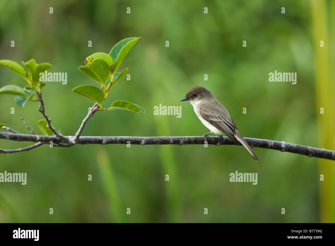 Eastern Phoebe (Sayornis phoebe Stock Photo - Alamy