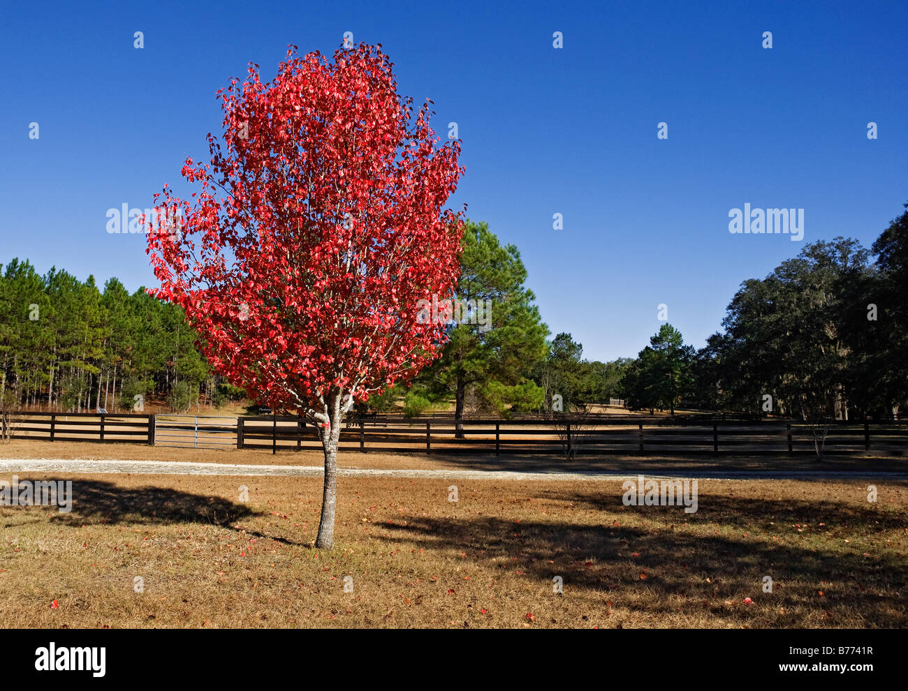 Fall colours pear tree hi-res stock photography and images - Alamy
