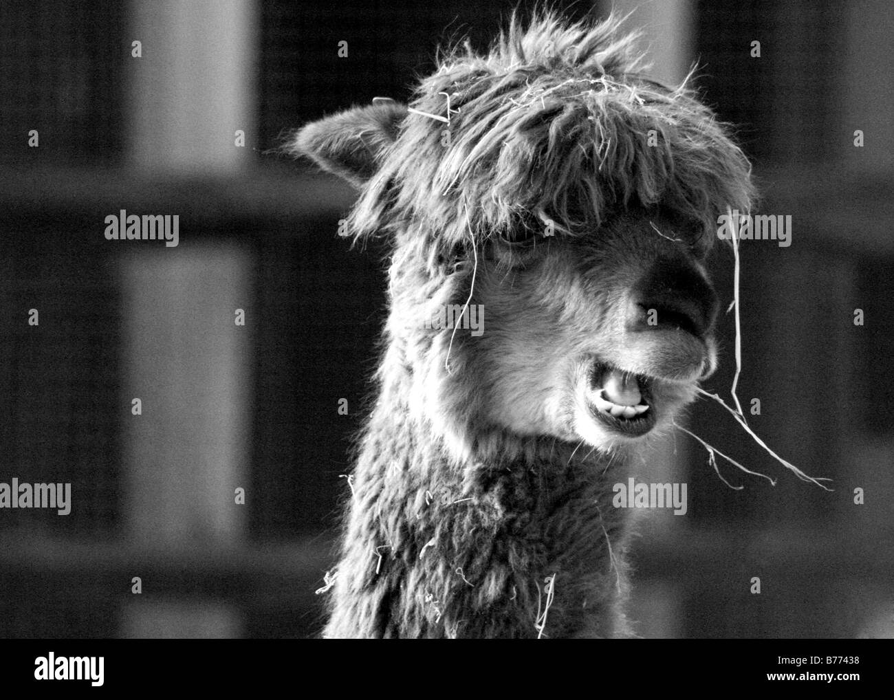 Alpaca chewing hay Stock Photo - Alamy