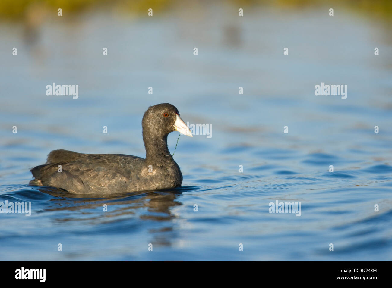 North american coots hi-res stock photography and images - Alamy