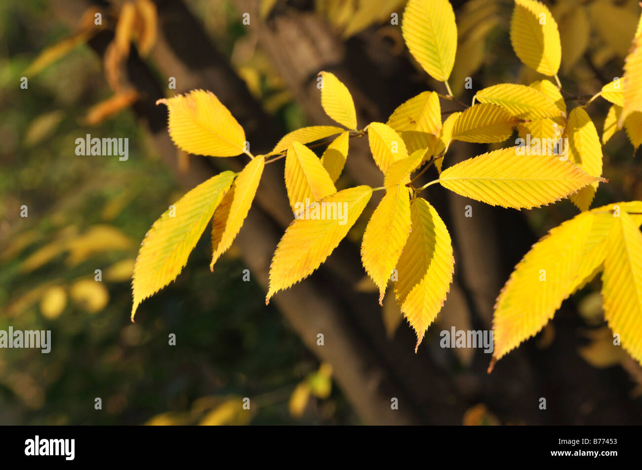 Acer Carpinifolium High Resolution Stock Photography and Images - Alamy