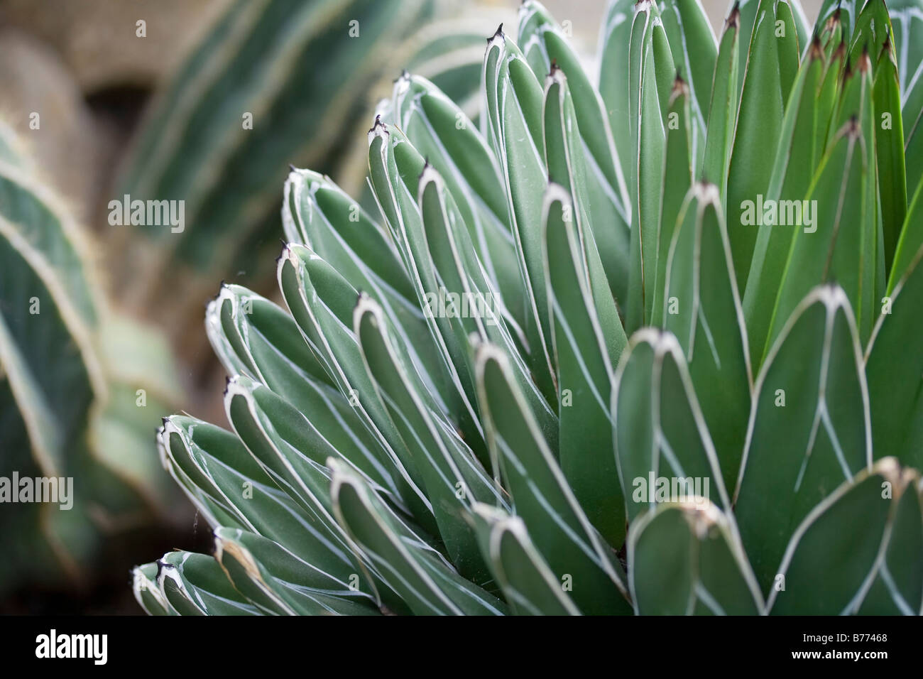 Bulbs corms tubers rhizomes hi-res stock photography and images - Alamy