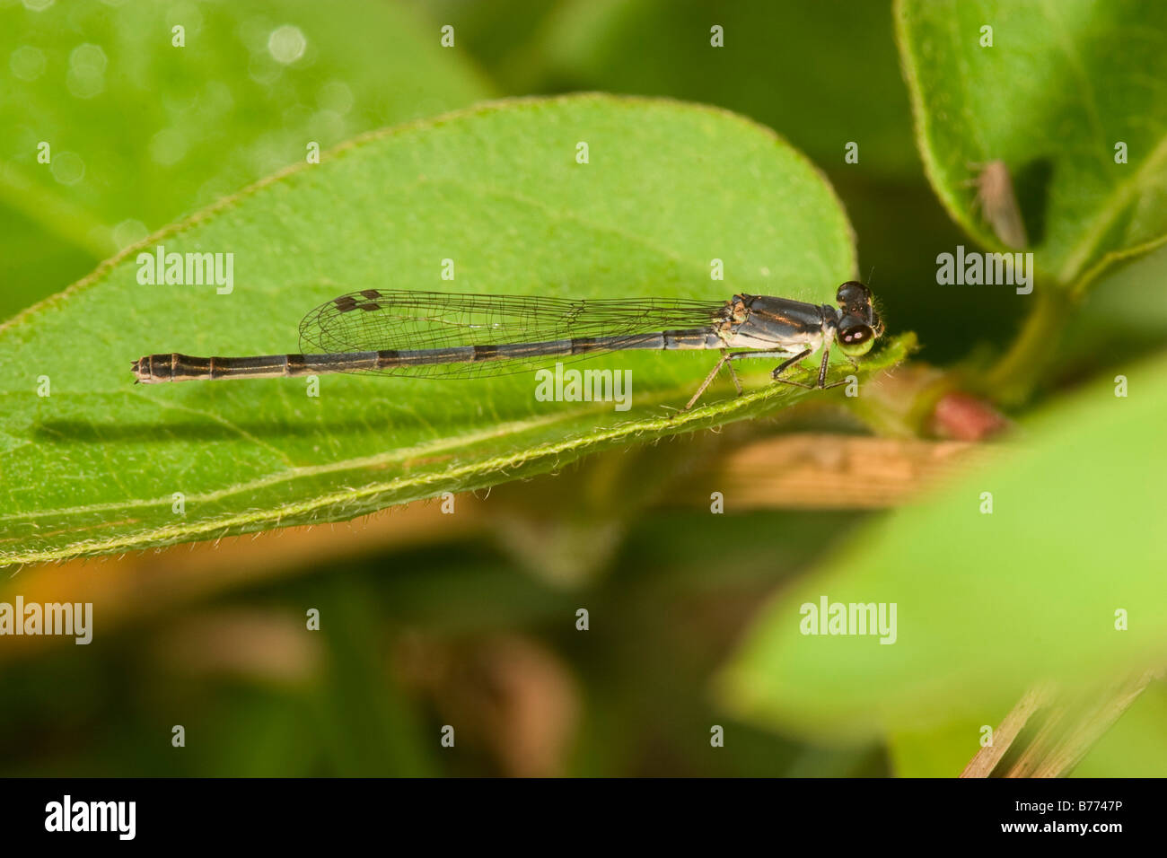 Violet Tail (Argia violacea) damselfly Stock Photo - Alamy