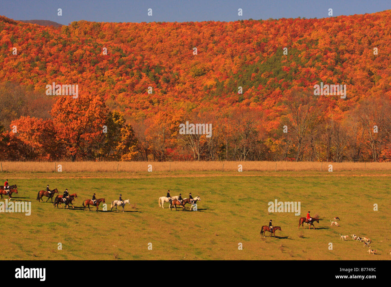 Fox Hunt, Swoope, Shenandoah Valley, Virginia, USA Stock Photo - Alamy