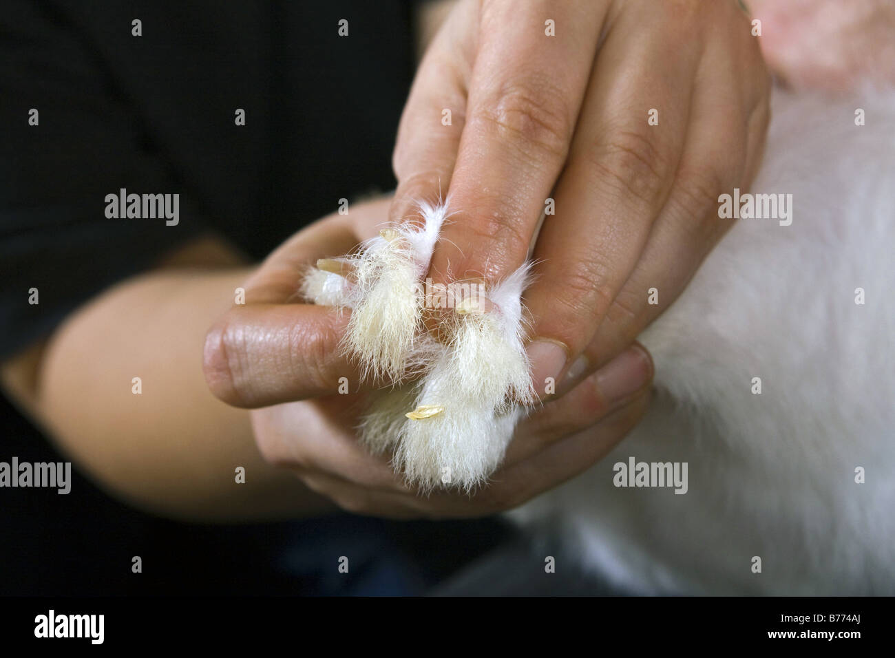 domestic rabbit (Oryctolagus cuniculus f. domestica), cutting the claws ...