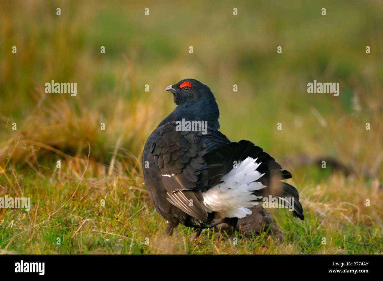 Black Grouse tetrao tetrix lekking corrimony Scotland Stock Photo - Alamy