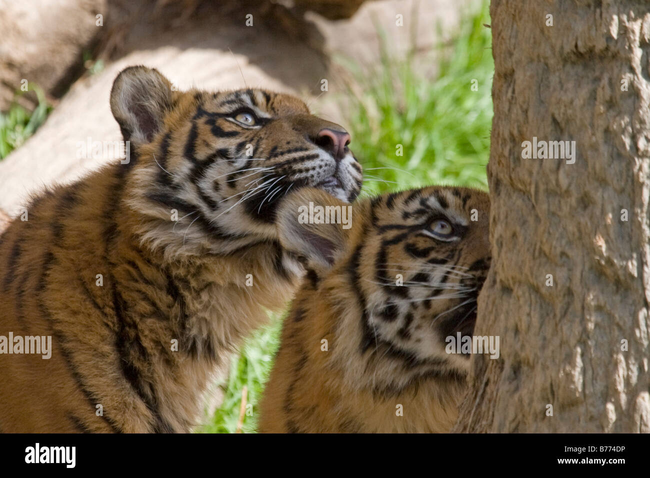 Sibling Sumatran TIger Cubs look uo a tree in captivity Stock Photo - Alamy