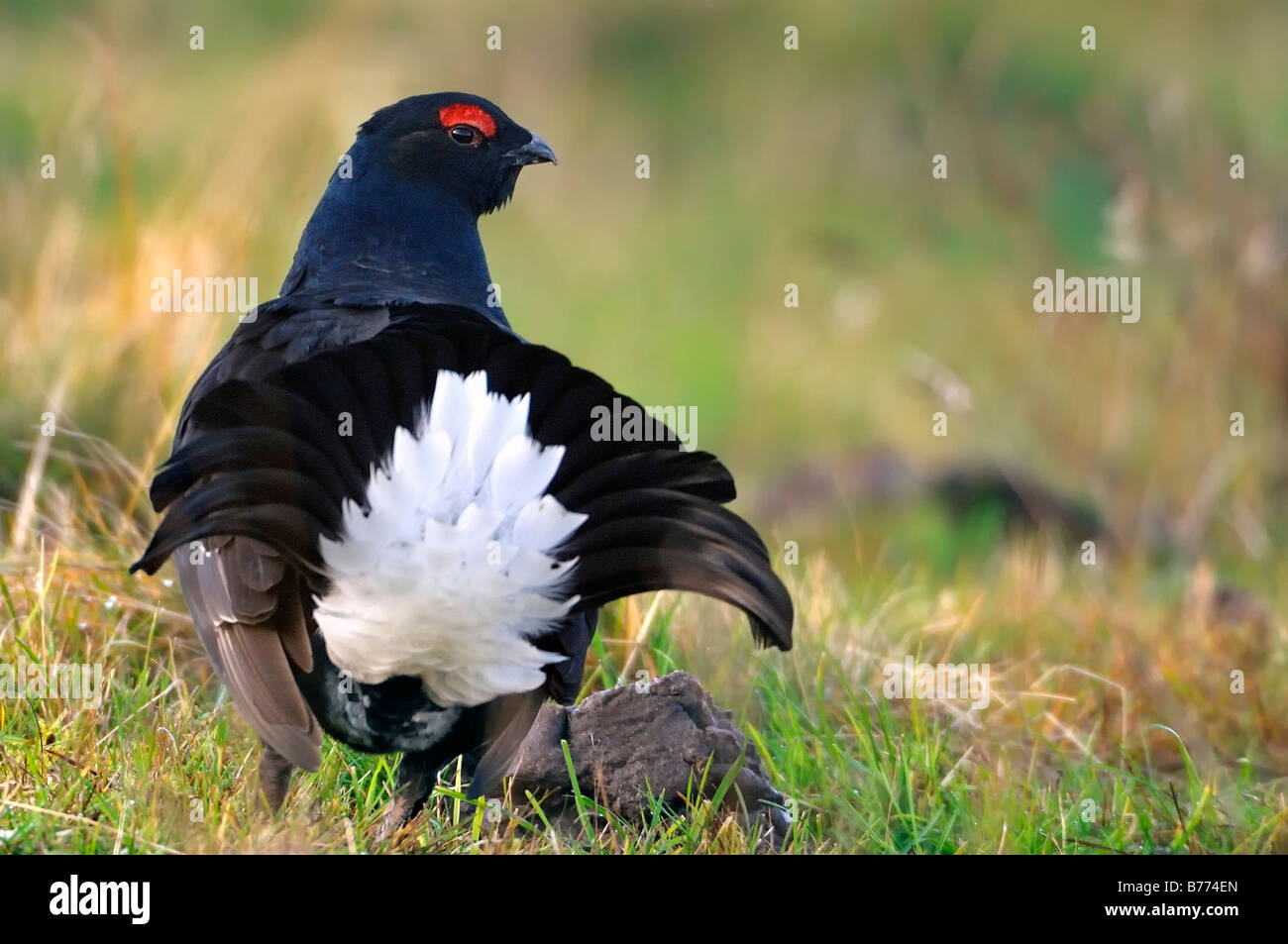 Black Grouse (Tetrao tetrix) Corrimony RSPB reserve Stock Photo - Alamy