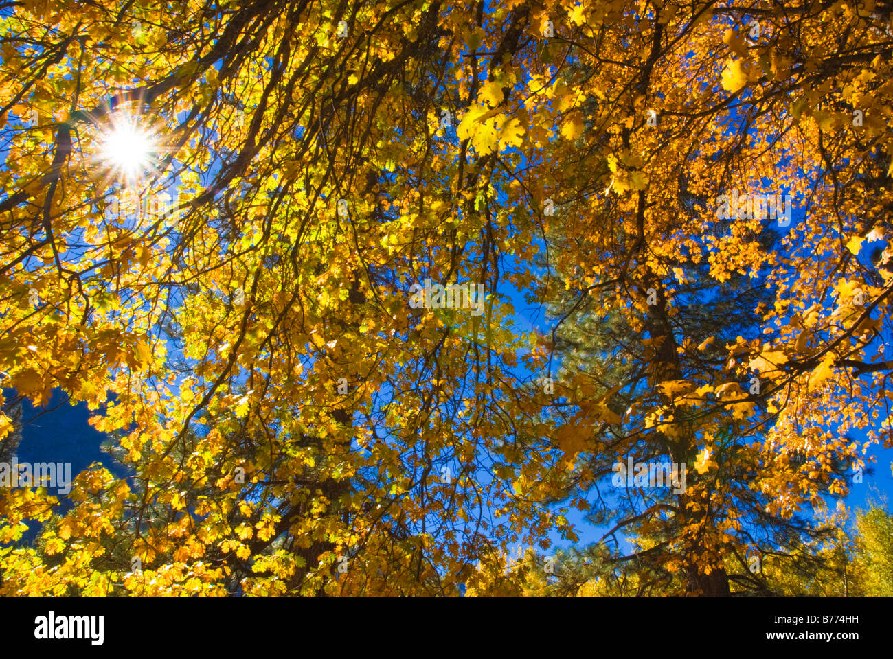 Light filtered through leaves hi-res stock photography and images - Alamy