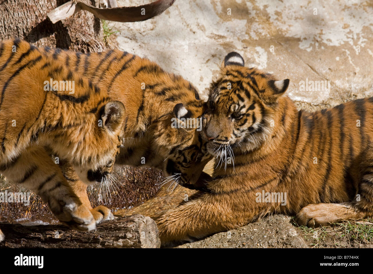 Three Sumatran Tiger Cubs playing in captivity Stock Photo - Alamy
