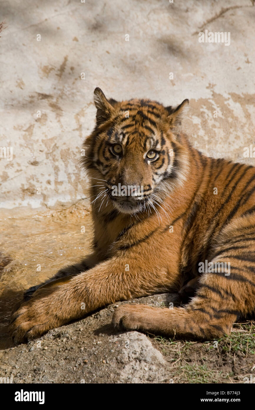 Sumatran tiger baby High Resolution Stock Photography and Images - Alamy