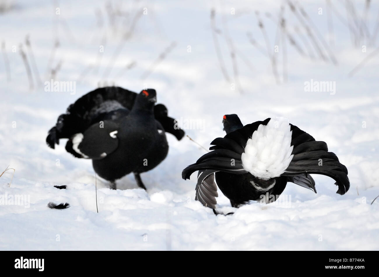 Black Grouse (Tetrao tetrix) Corrimony RSPB reserve Stock Photo - Alamy