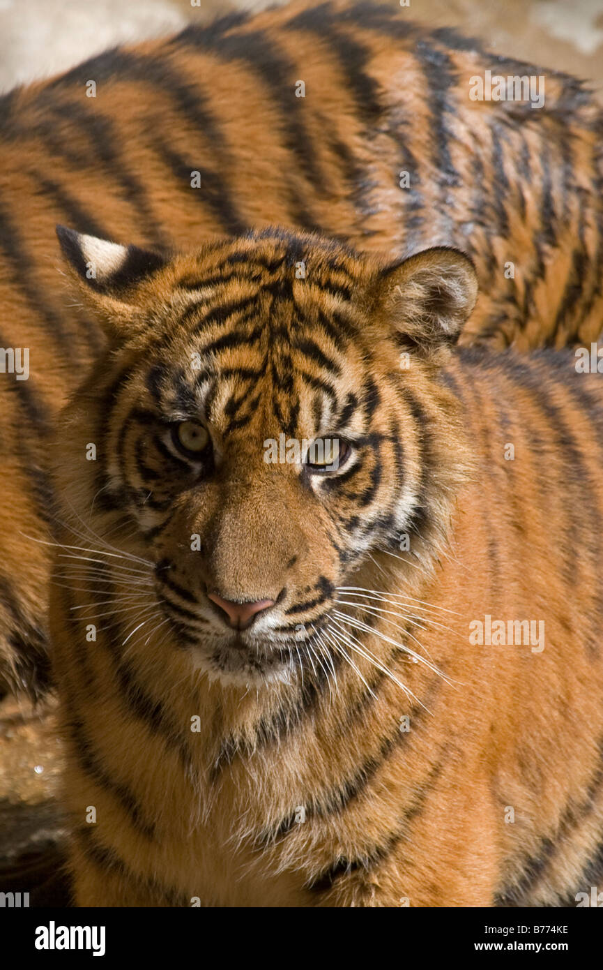 Sumatran TIger Cub looks on Stock Photo - Alamy