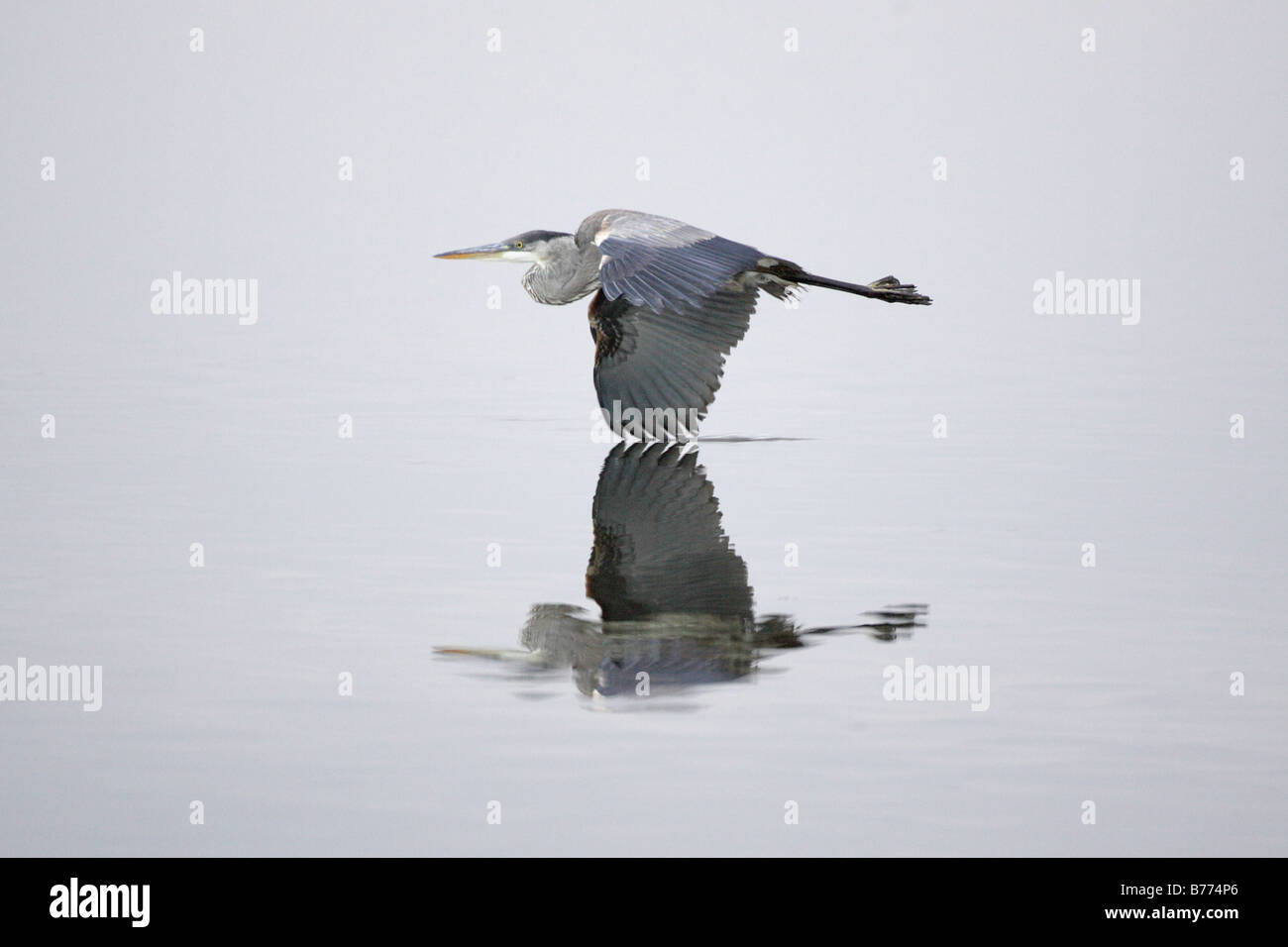Great Blue Heron in Flight Stock Photo - Alamy