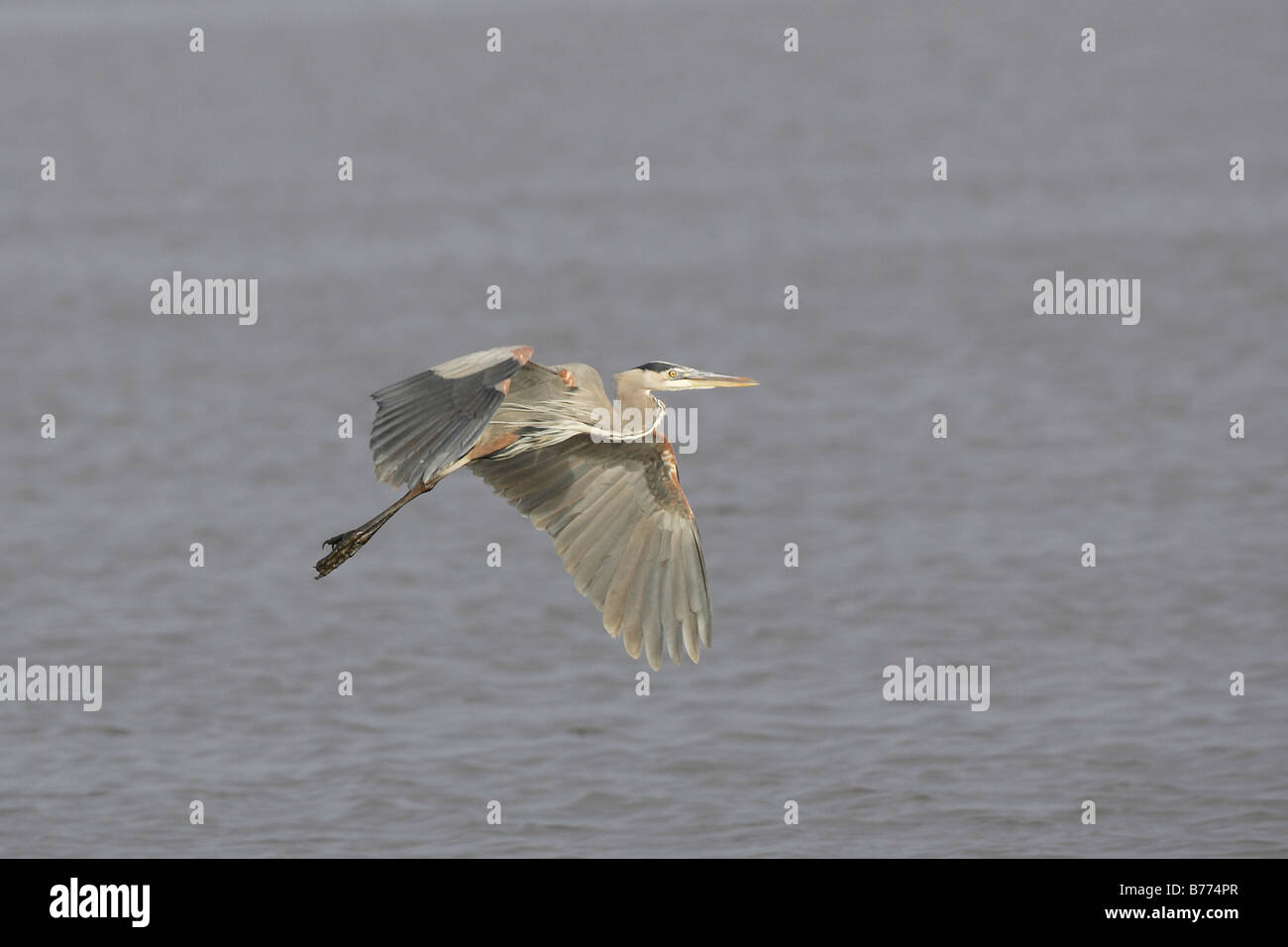 Great Blue Heron in flight Stock Photo - Alamy