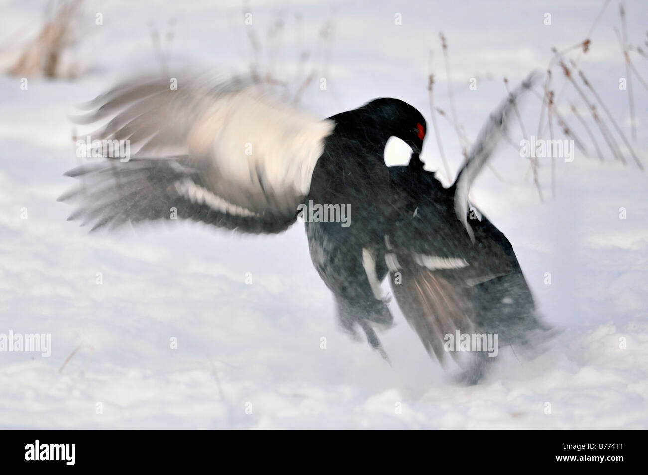 Black grouse tetrix corrimony rspb hi-res stock photography and images ...