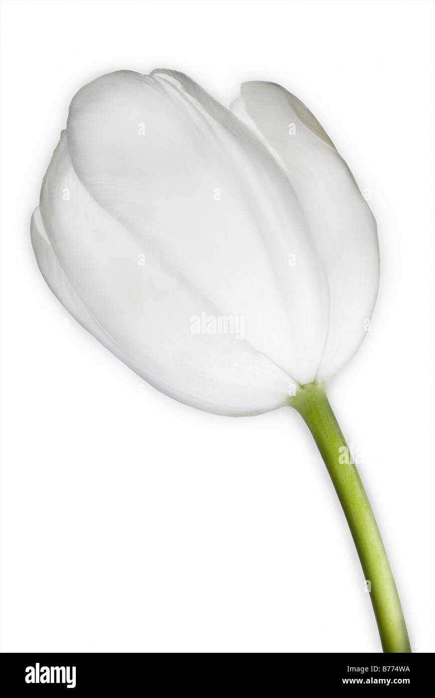 White Tulip head and some green stalk, cut out on white background ...