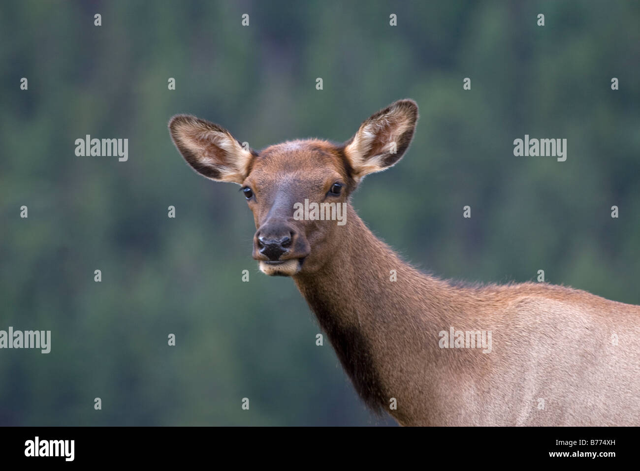 Female Elk grazing in a meadow in Rocky Mountain National Park Stock ...