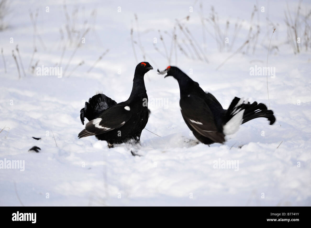 Black grouse tetrix corrimony rspb hi-res stock photography and images ...