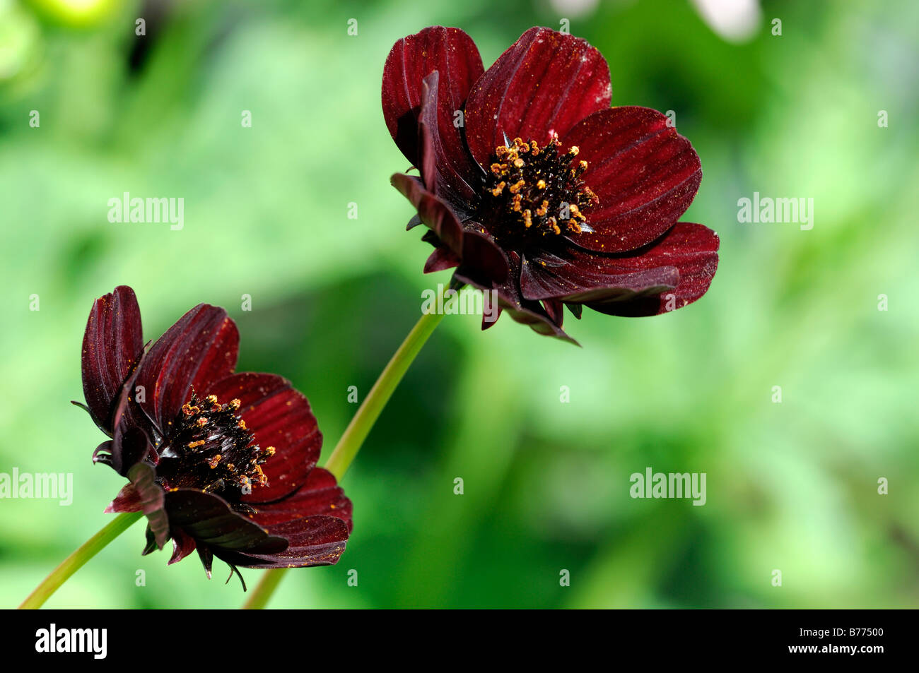 Chocolate cosmos hi-res stock photography and images - Alamy