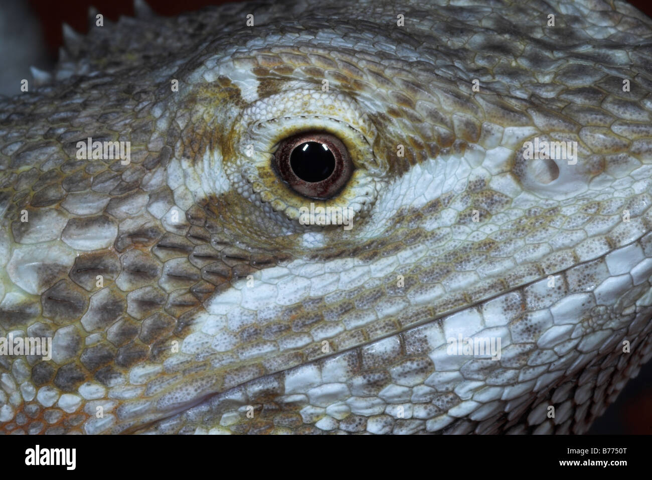 Bearded Dragon, close up of head Stock Photo - Alamy