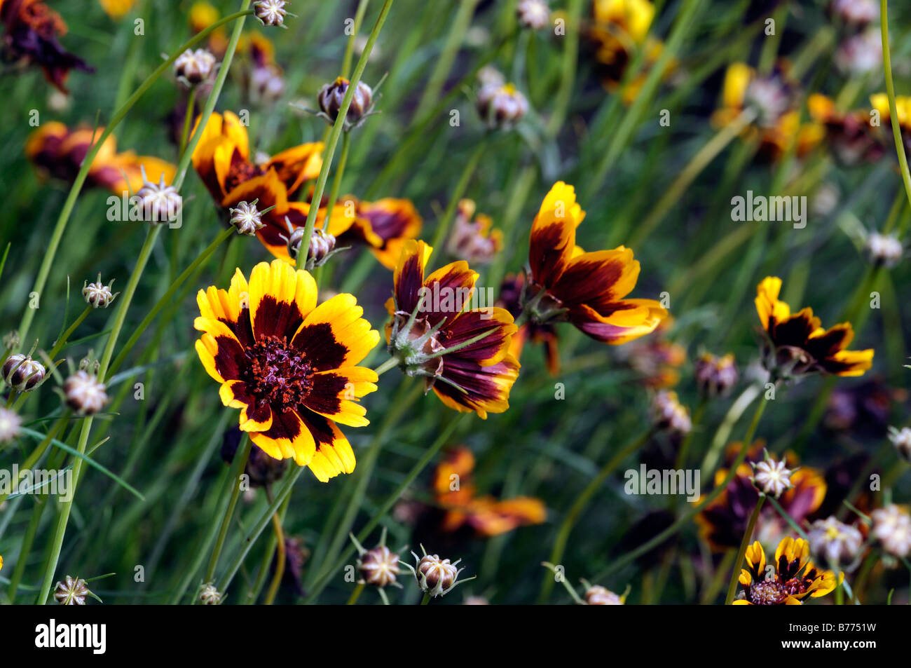 Phillipine hi-res stock photography and images - Alamy