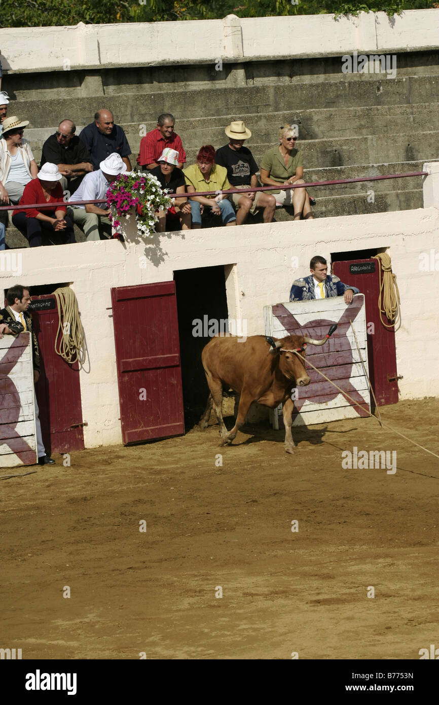 Cow being released into arena Course Landaise Larrivière Aquitaine ...