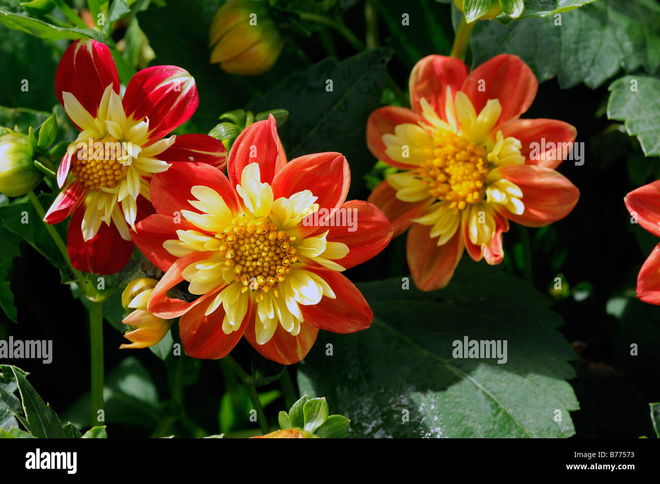 Collarette dandy hi-res stock photography and images - Alamy