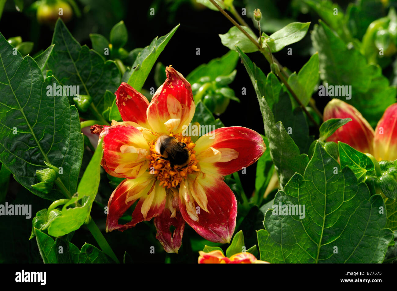 Dahlia 'Collarette Dandy' red yellow flower bloom blossom perennial ...