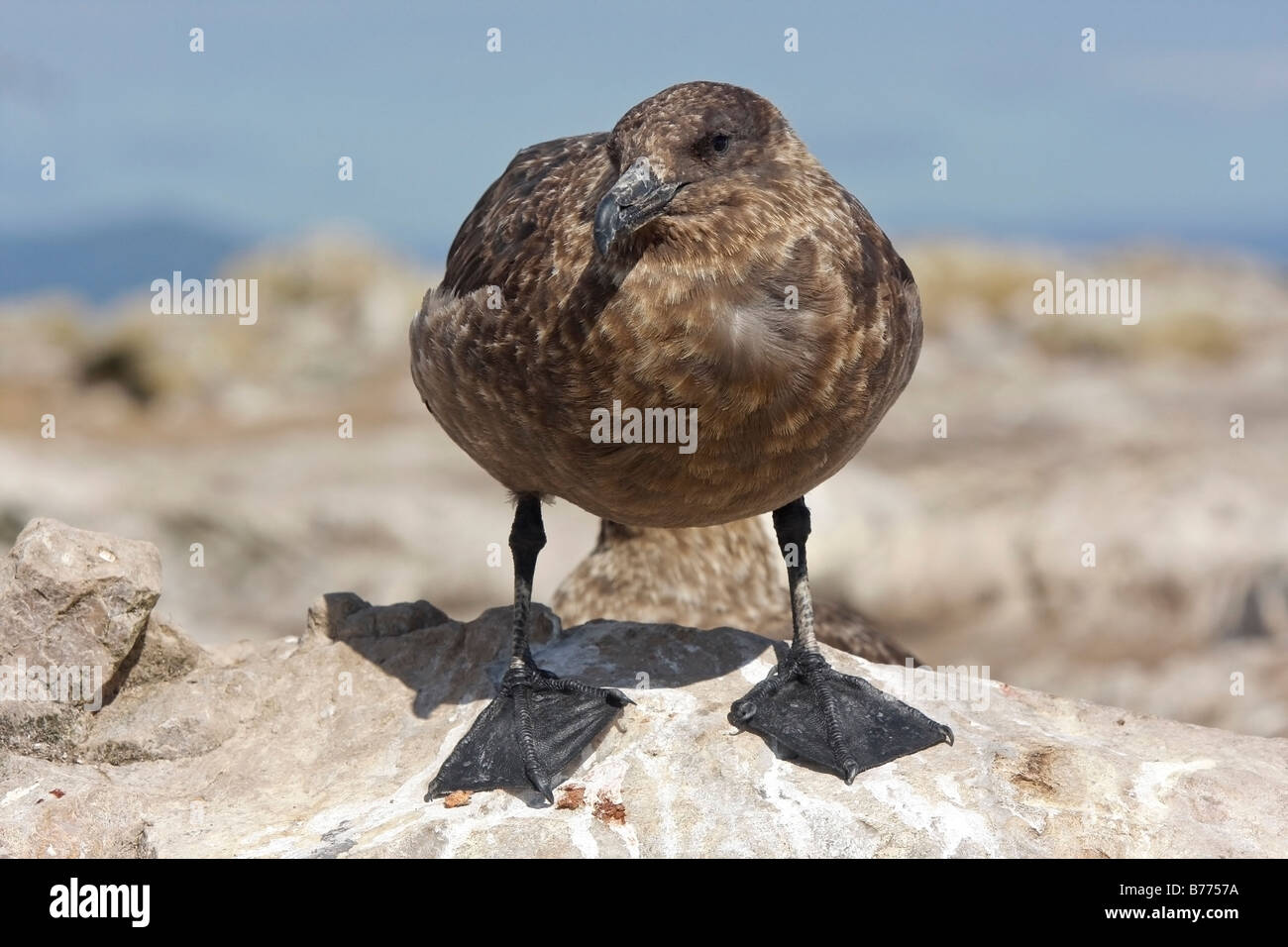 Brown Skua Catharacta antarctica Subantarctic Skua Falkland Islands Skua Stock Photo - Alamy