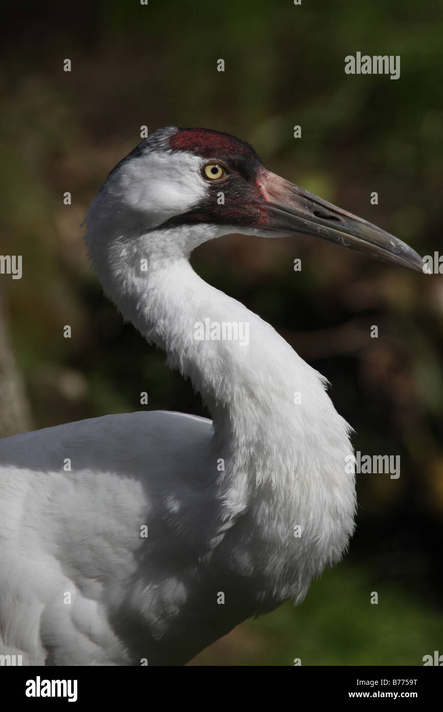 whooping crane captive breeding Homosassa State Park Stock Photo - Alamy